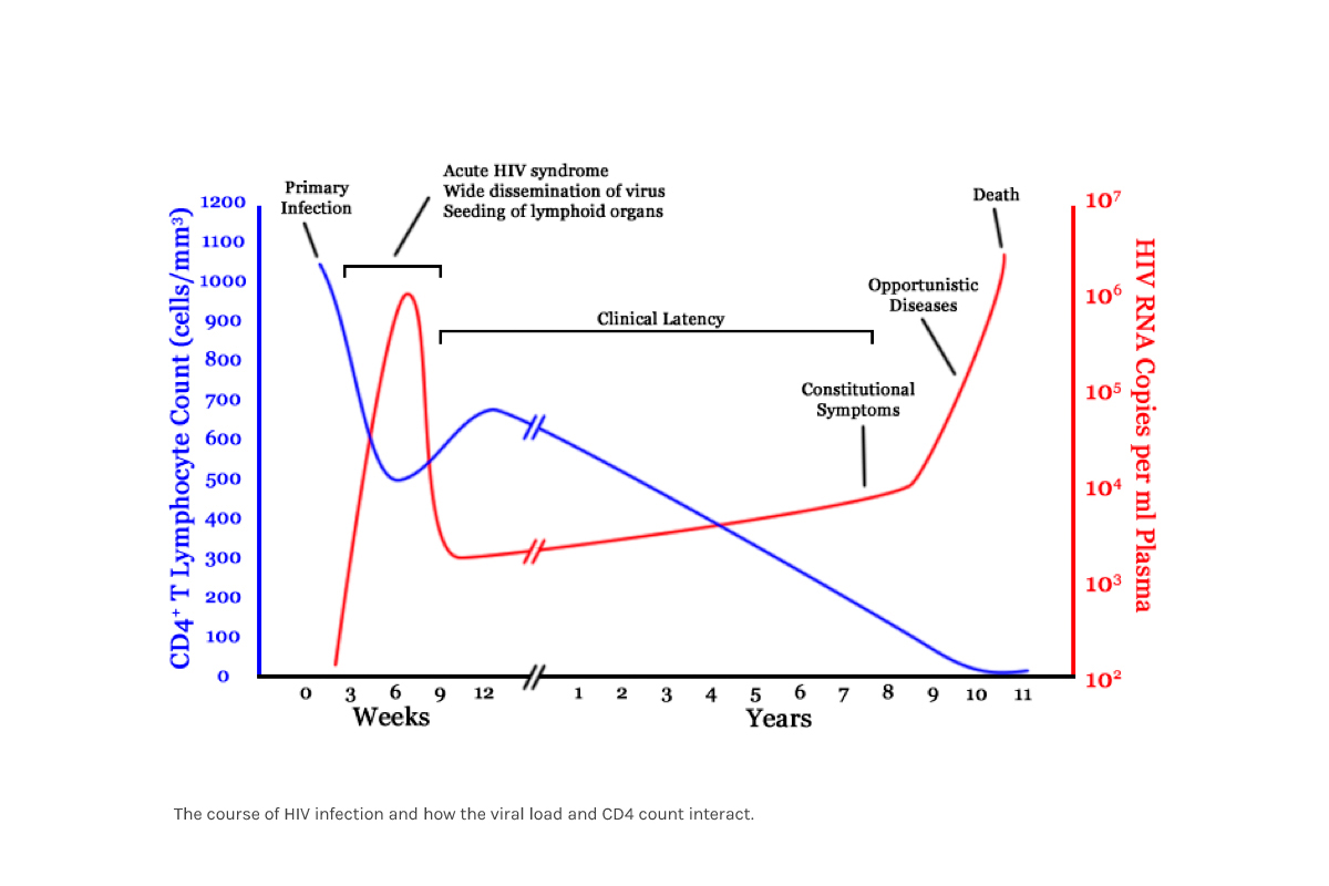 Natural history of HIV - HIVinDV Natural history of HIV - HIVinDV